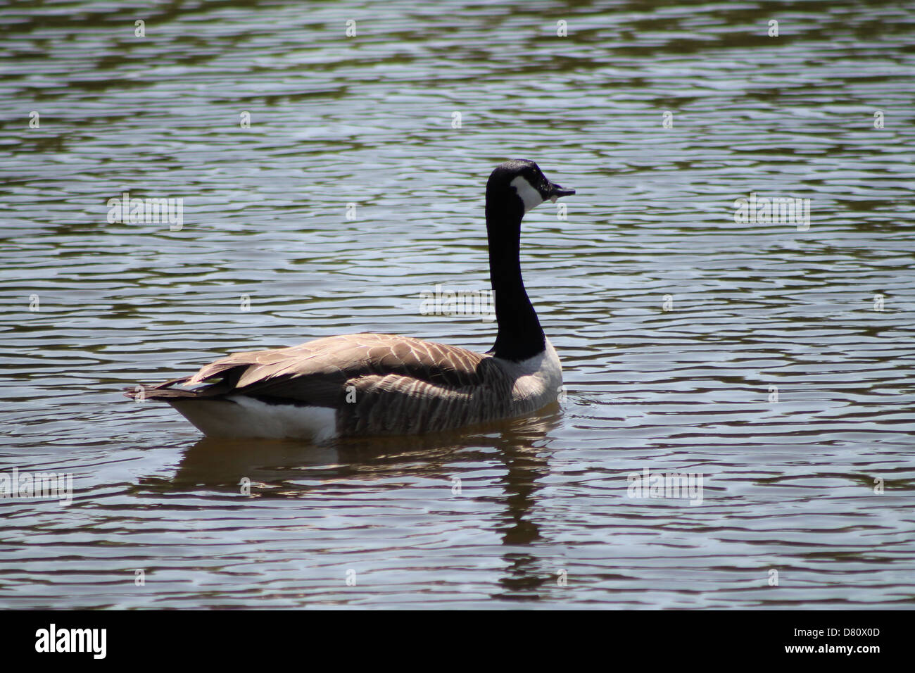 Beautiful swan on a hot summers day Stock Photo - Alamy