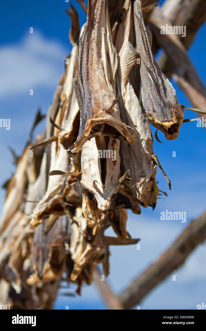 Stockfish drying on the air in Norway Stock Photo - Alamy