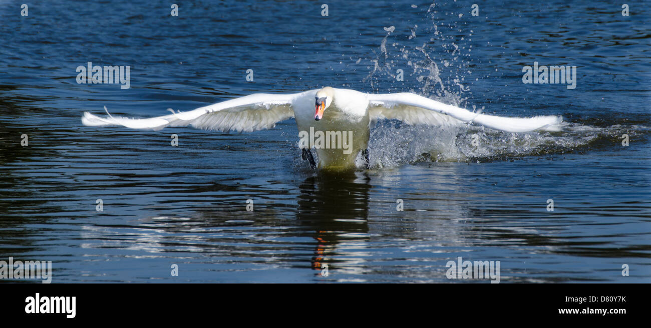 Front view of an adult White Mute Swan flying over the water Stock ...
