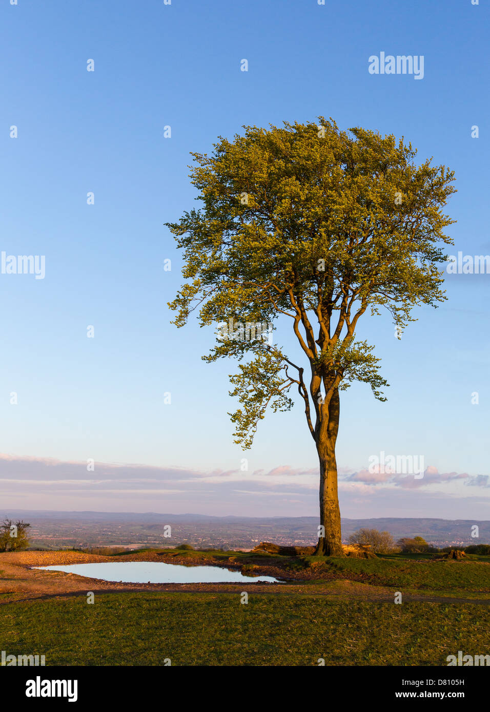 Single beech tree and blue sky on spring evening Stock Photo - Alamy