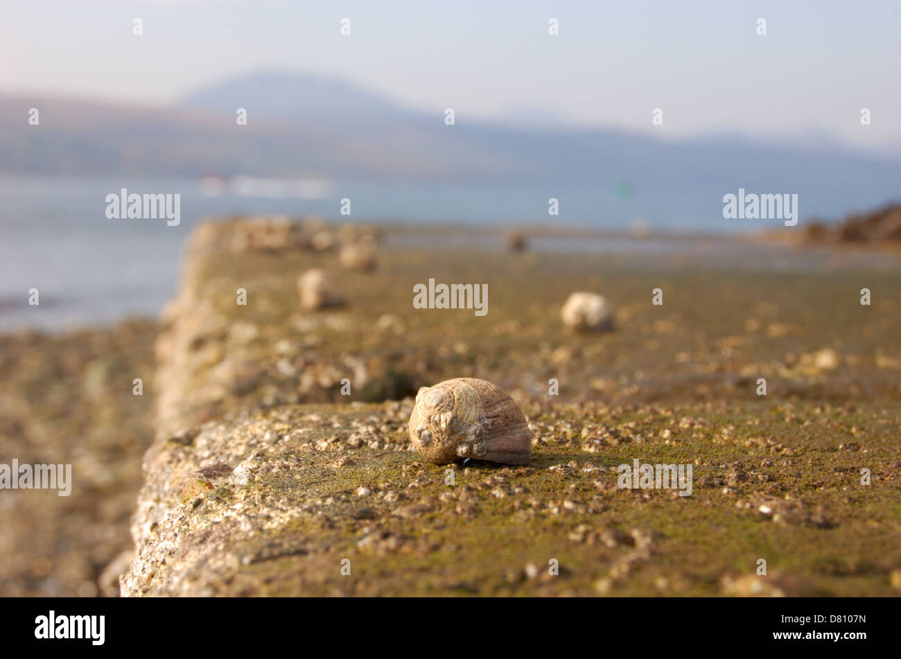 Periwinkle at Rhu Point on the Gareloch, Scotland Stock Photo - Alamy