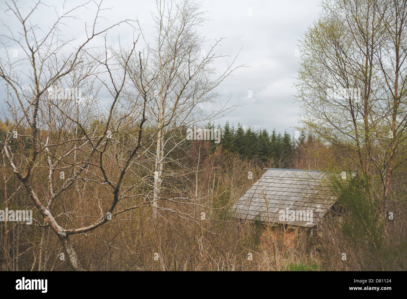 Wooden shack in nature Stock Photo - Alamy