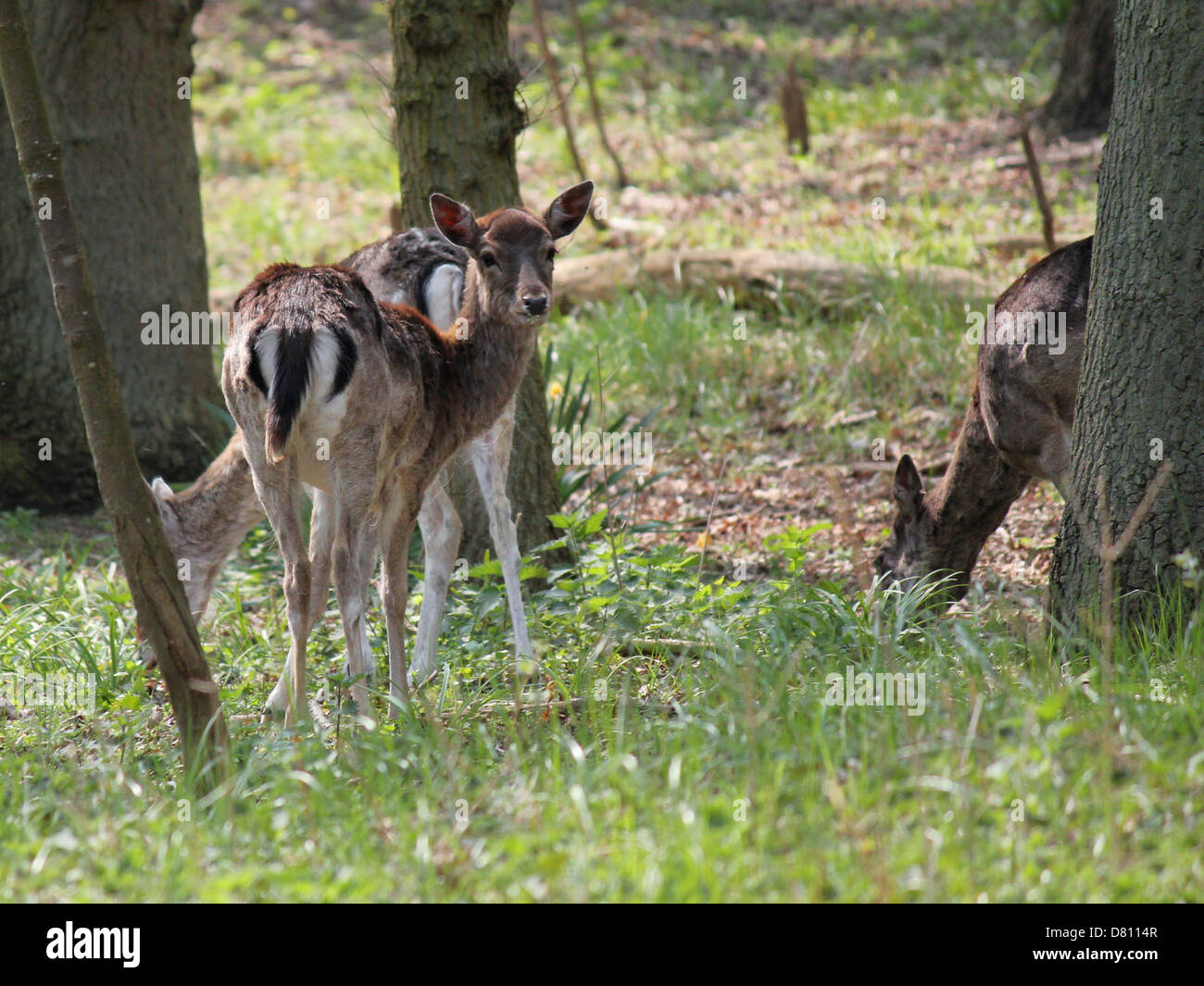 Hirsch damhirschkuh hi-res stock photography and images - Alamy