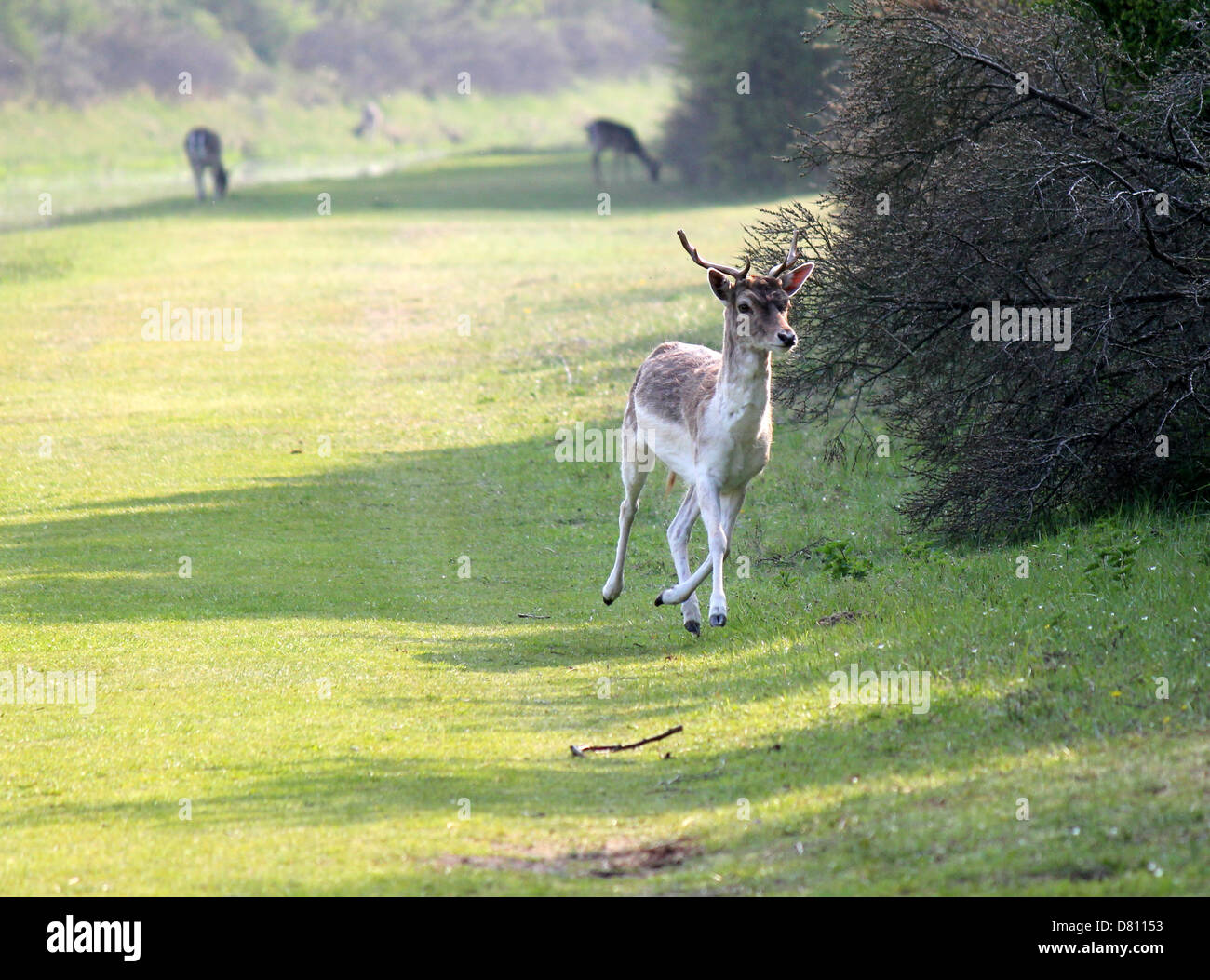 Deer Running Towards Camera