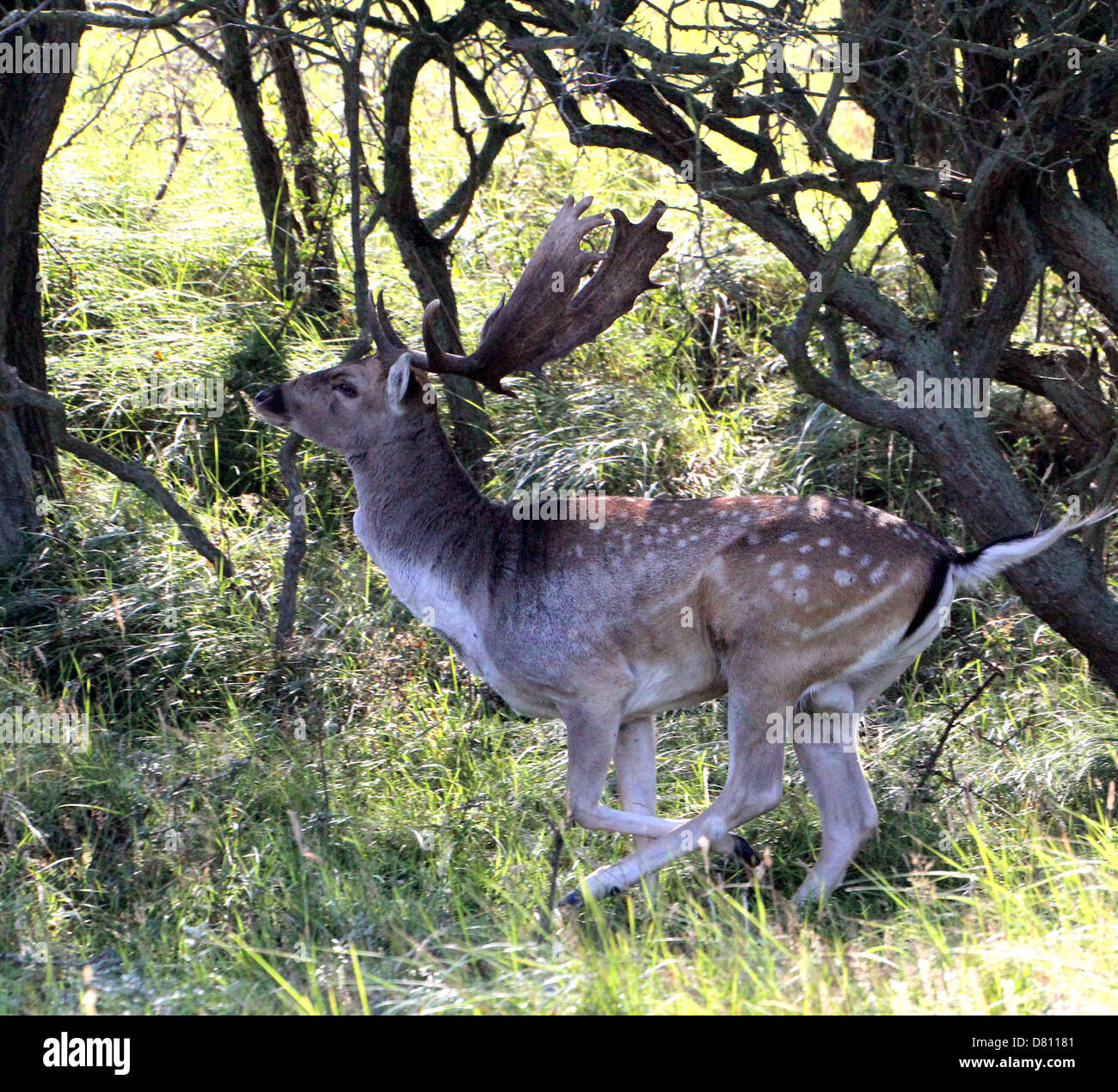 Close-up portrait of a male stag Fallow Deer ( Dama Dama) running fast ...