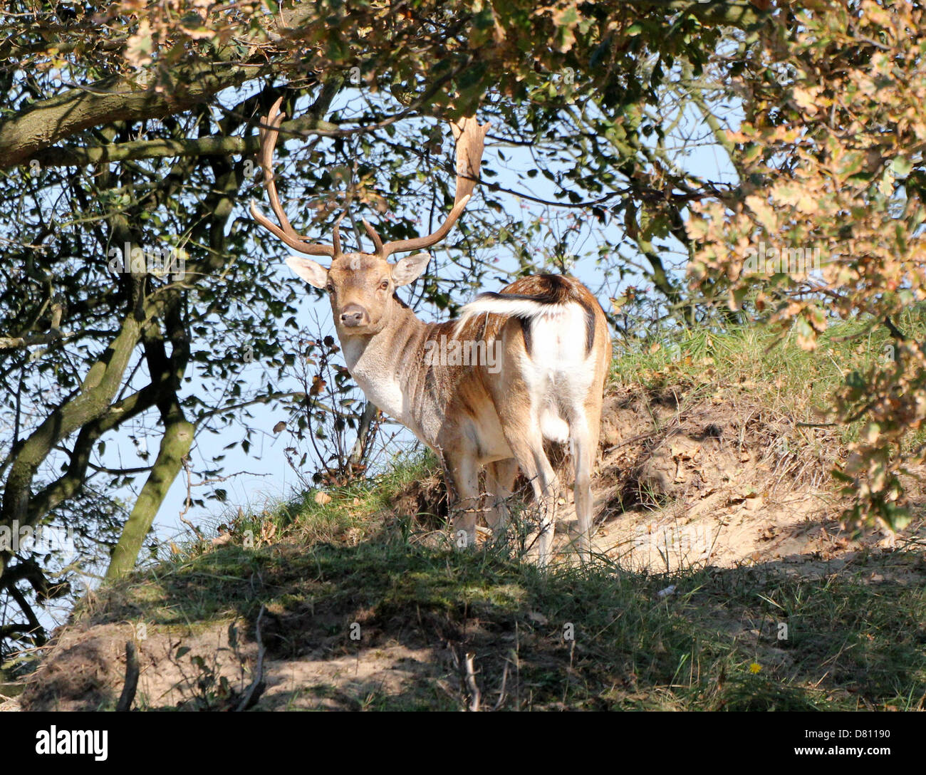 Gamo Comun High Resolution Stock Photography and Images - Alamy