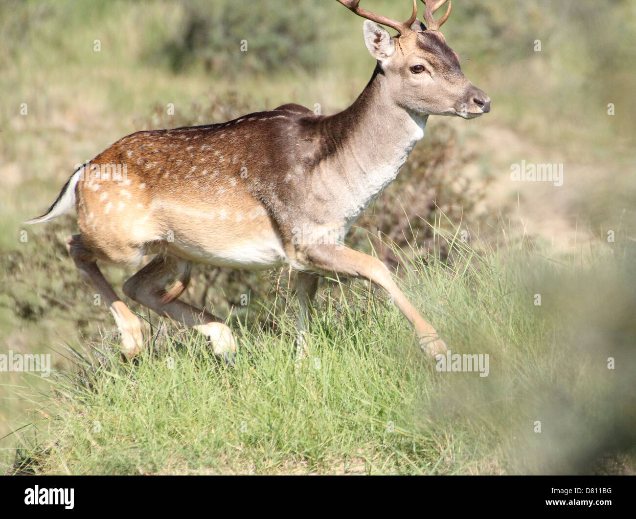 Close-up portrait of a male stag Fallow Deer ( Dama Dama) running fast ...