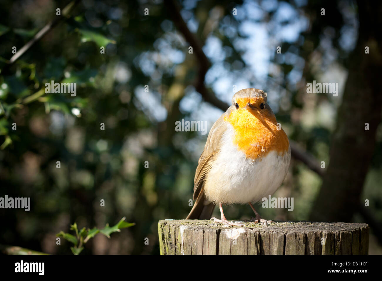 Dublin robin hi-res stock photography and images - Alamy