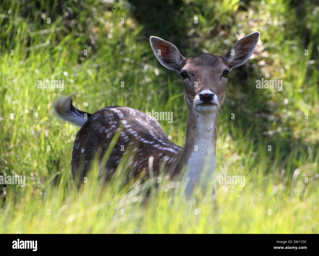 Hirsch damhirschkuh hi-res stock photography and images - Alamy