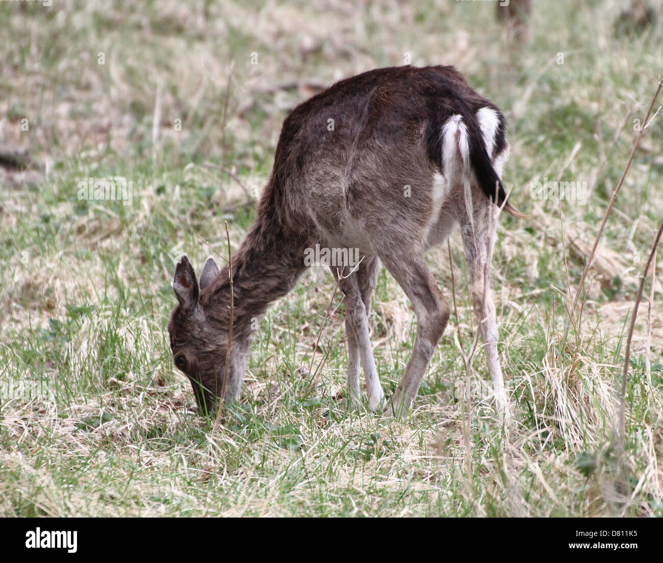 Damhirschkuh hi-res stock photography and images - Alamy