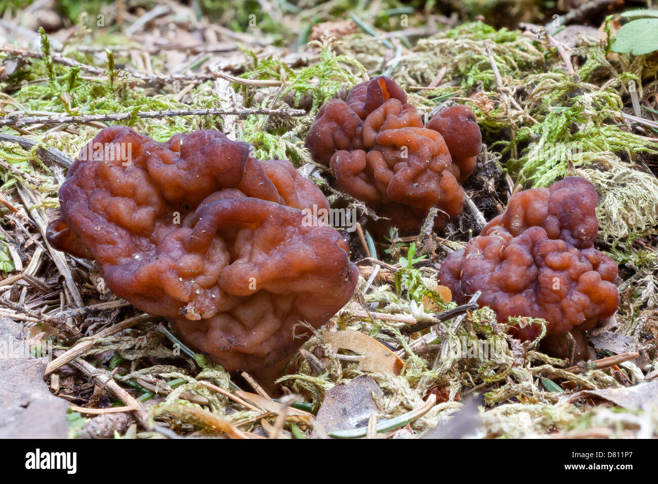 False morel mushroom hi-res stock photography and images - Alamy