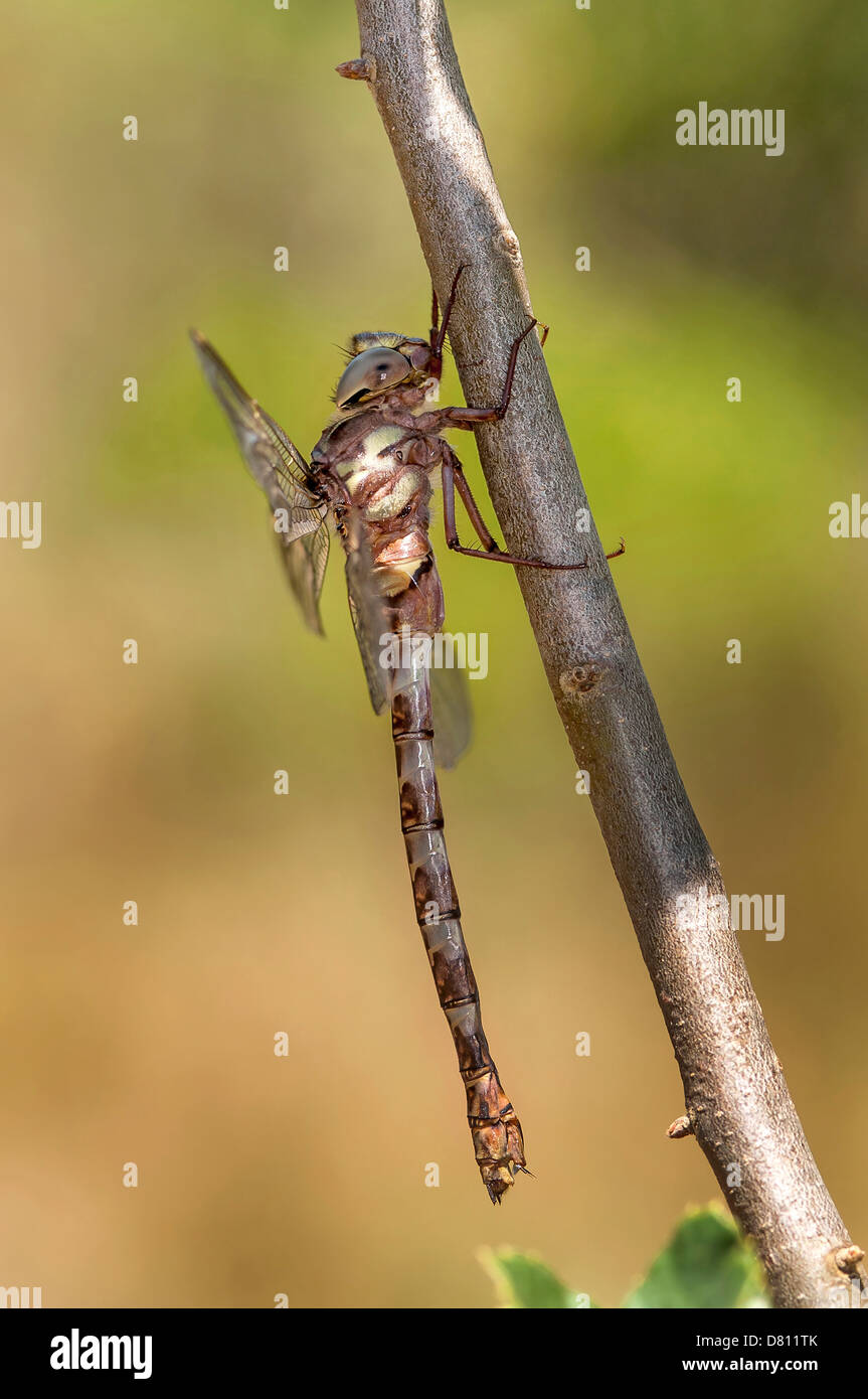 Boyeria irene, male, Sesimbra, Portugal Stock Photo - Alamy