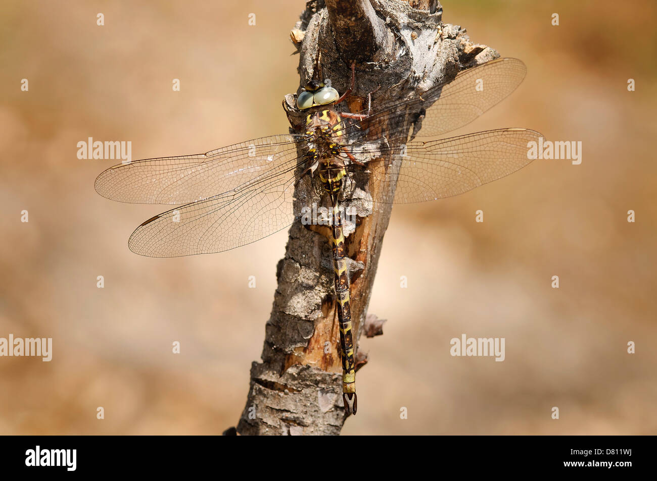 Boyeria irene, male, Sesimbra, Portugal Stock Photo - Alamy