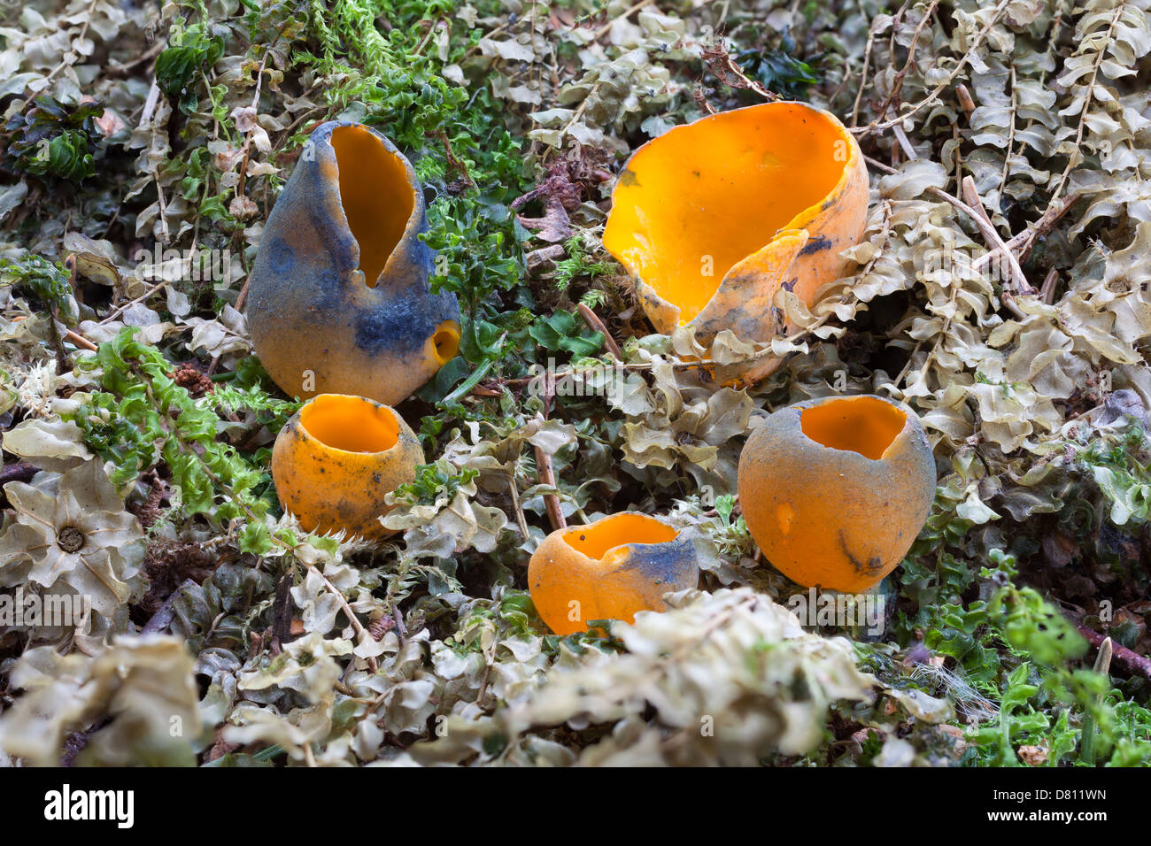 Spring orange peel fungus Stock Photo - Alamy