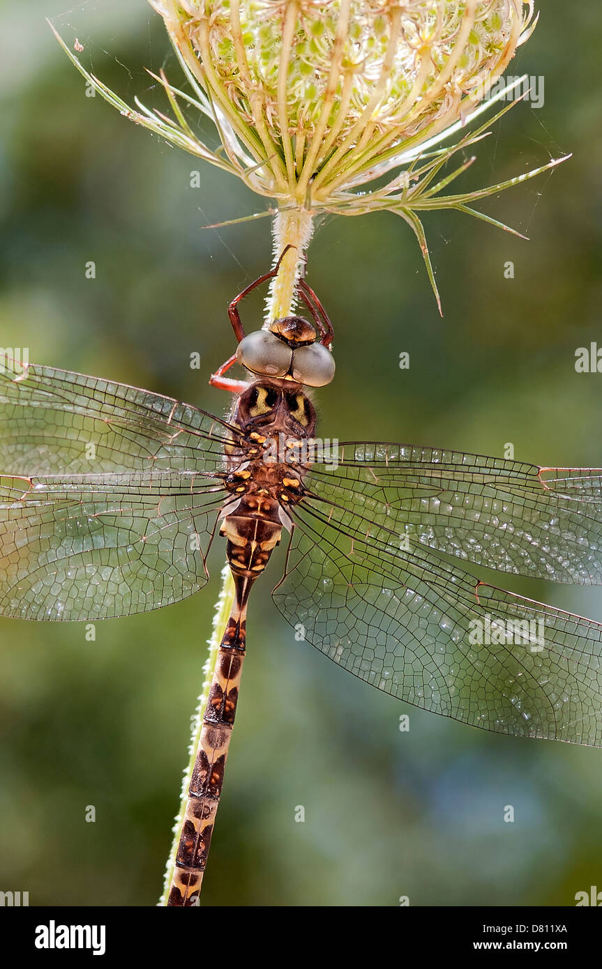 Boyeria irene, male, Sesimbra, Portugal Stock Photo - Alamy