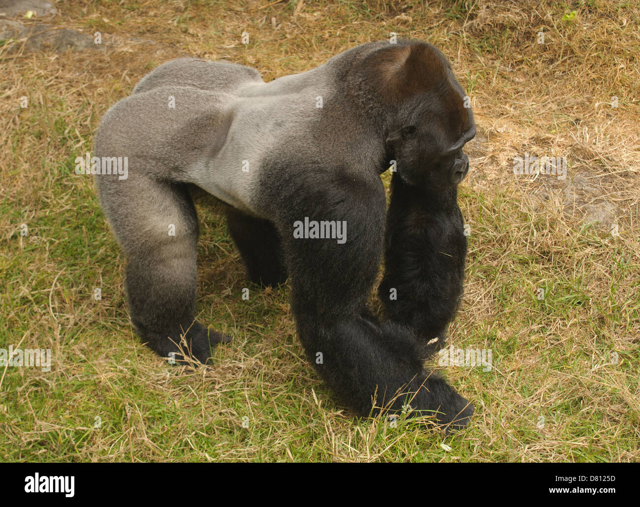 Male Silverback Gorilla Stock Photo - Alamy