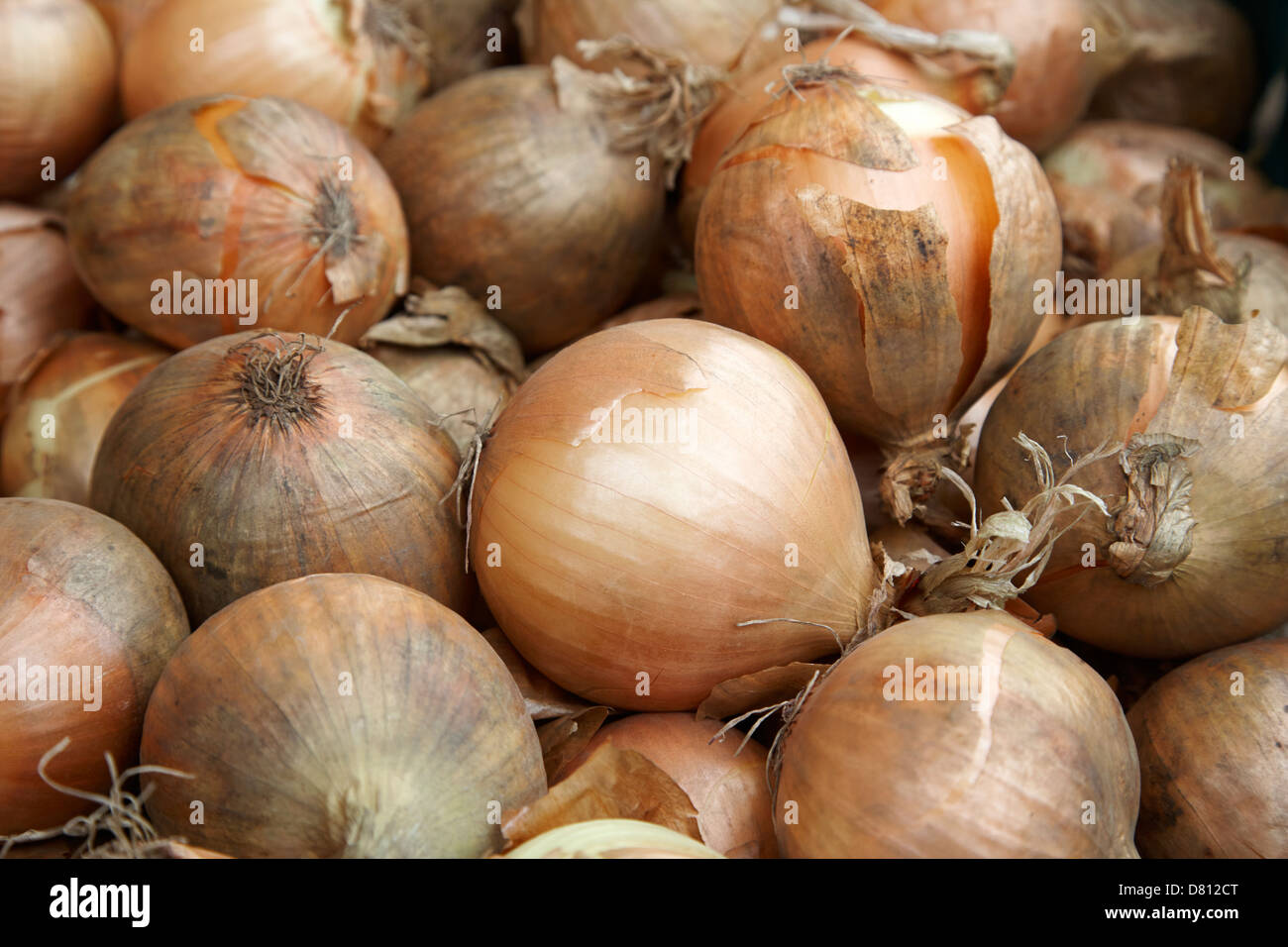 box of yellow onions Stock Photo - Alamy