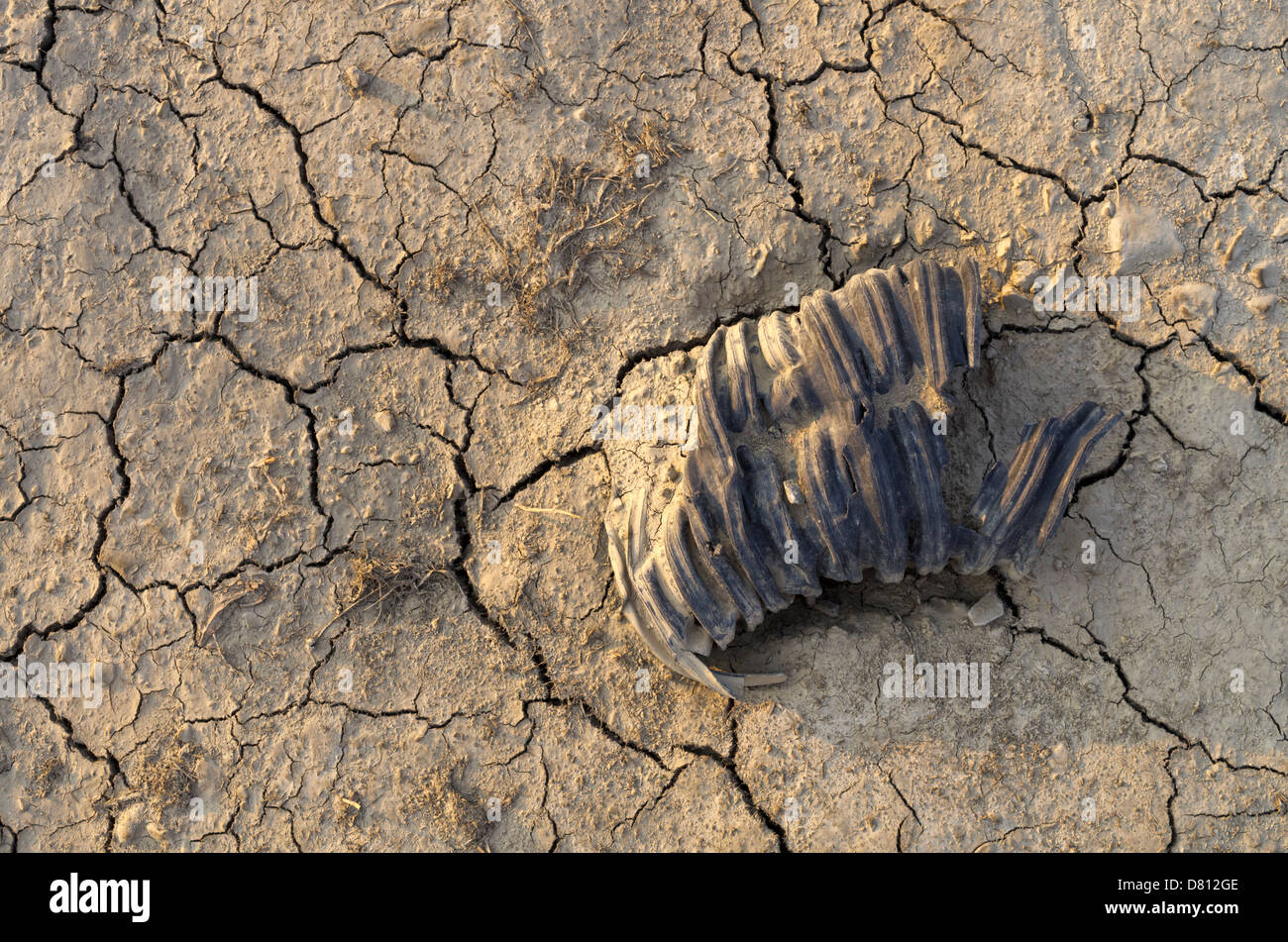 Dried cracked mud with bit of old corrugated plastic pipe Stock Photo ...