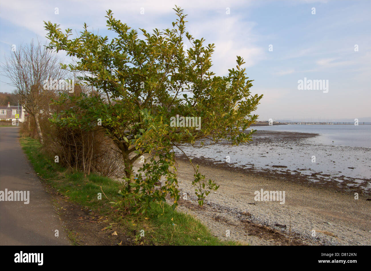 Beach at Rhu on the Gareloch, Scotland Stock Photo - Alamy