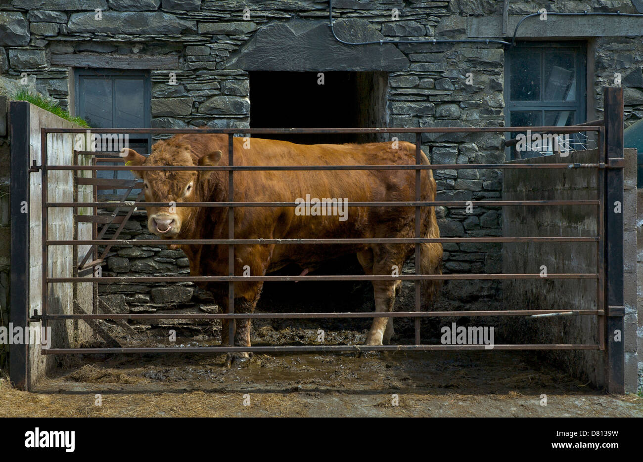 Bull pen hi-res stock photography and images - Alamy