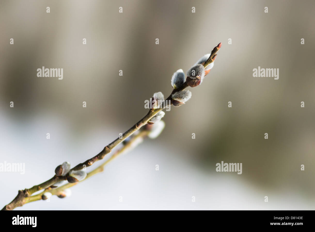 The first marks of spring, but with low sun Stock Photo - Alamy
