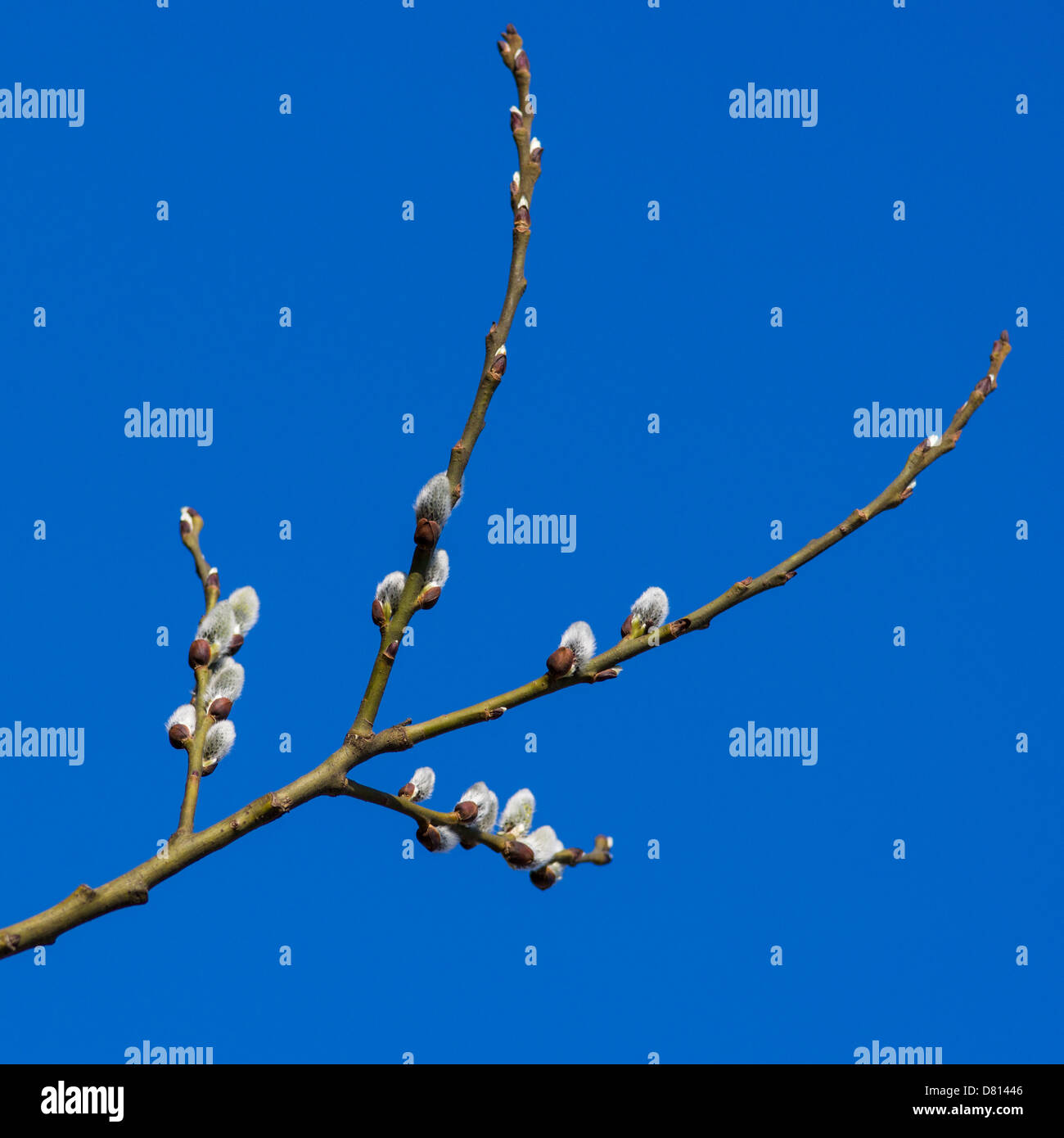 Tree branch with swelling buds Stock Photo - Alamy