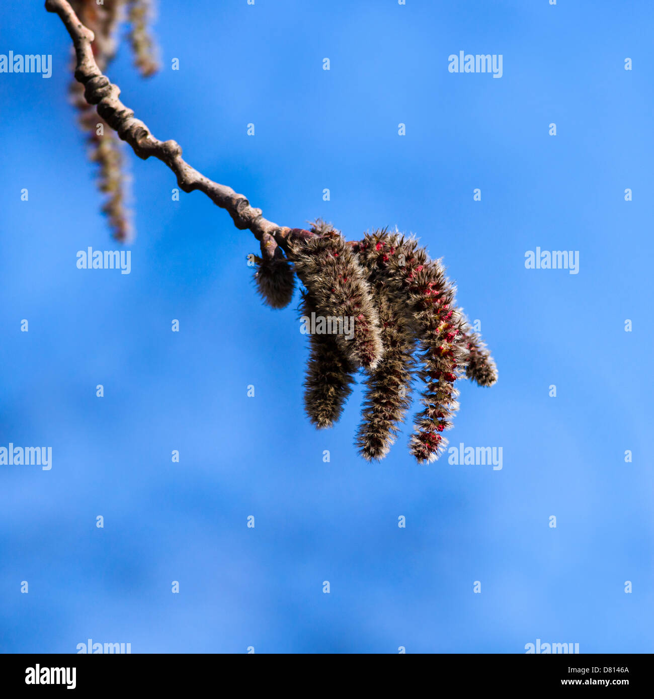 Aspen bloom hi-res stock photography and images - Alamy