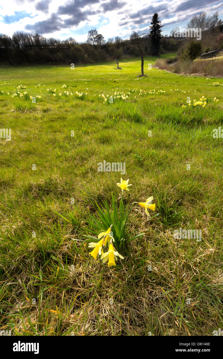 Springtime Wild Daffodils Stock Photo - Alamy