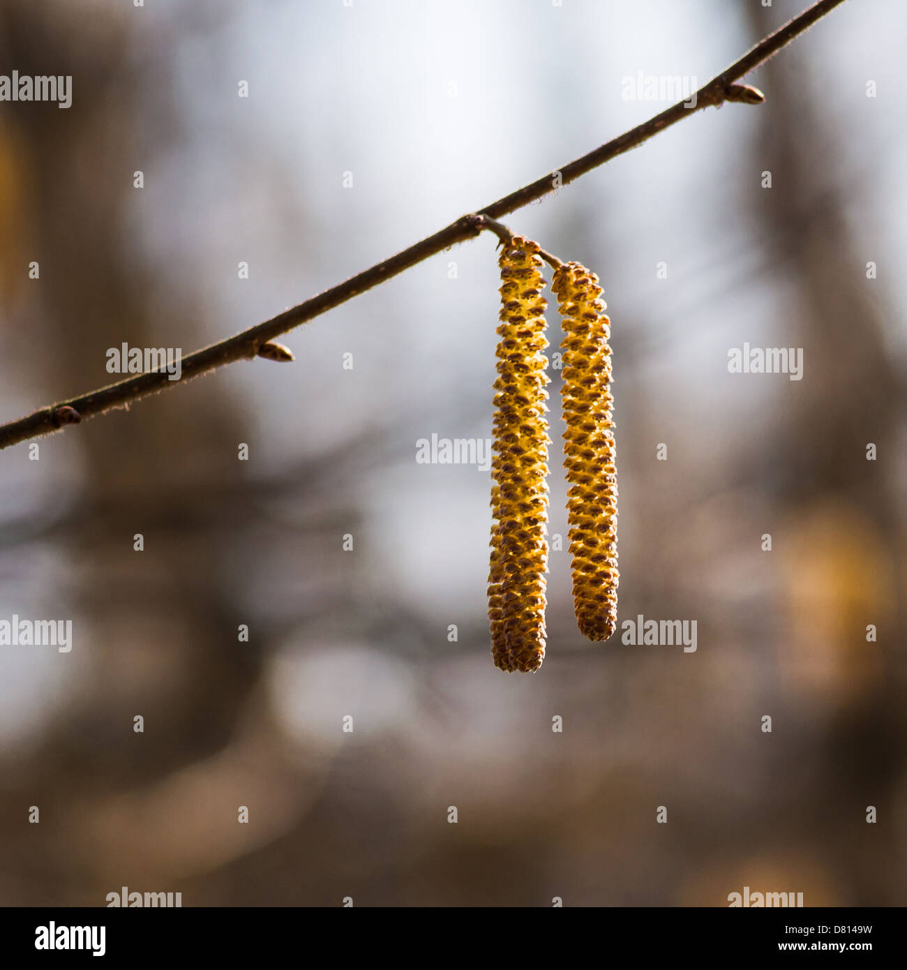 March catkin hi-res stock photography and images - Alamy