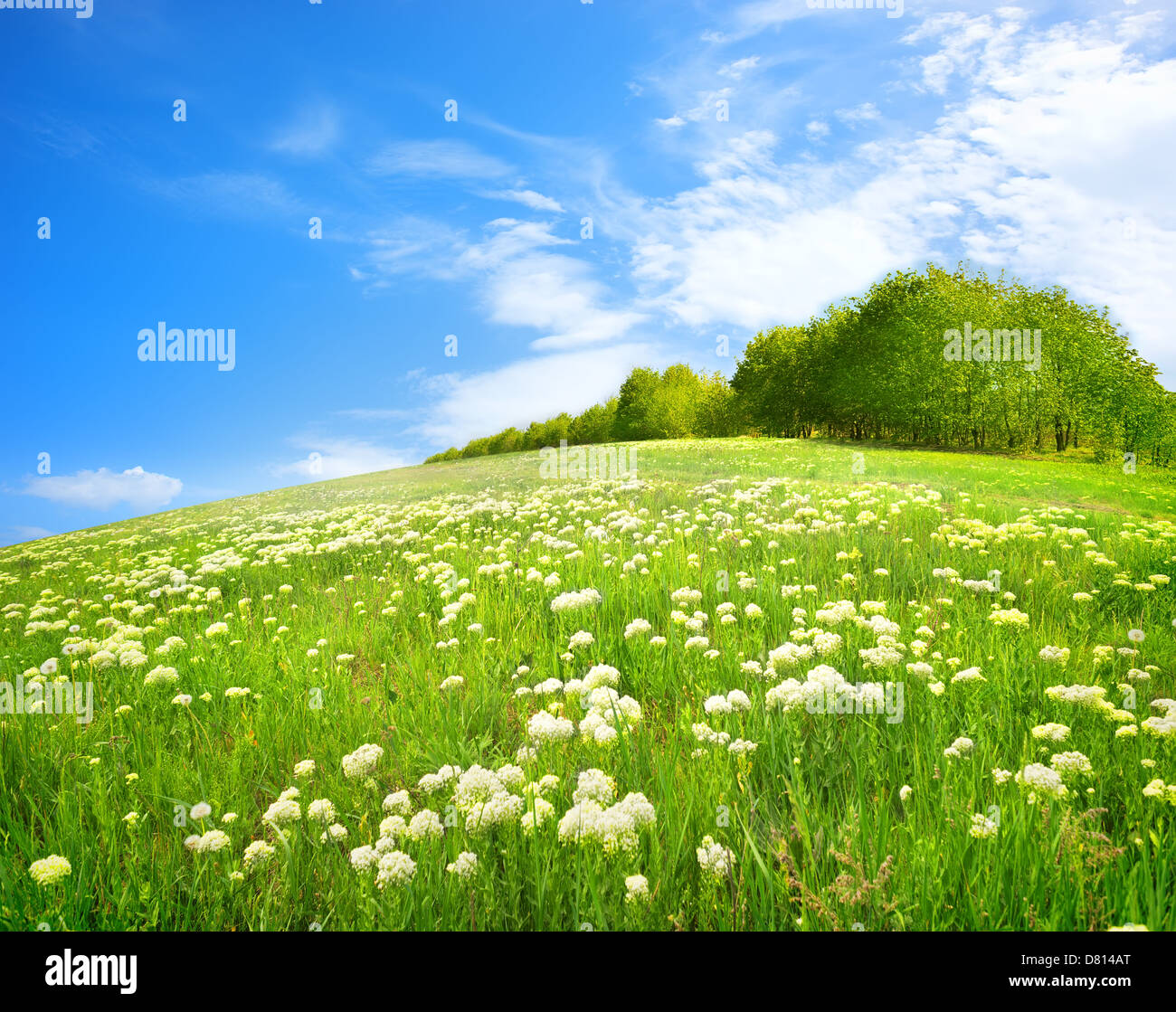 Field of white flowers on a sunny day Stock Photo - Alamy