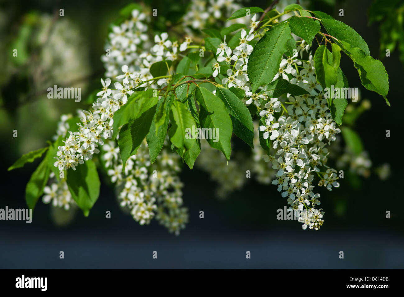 White bird cherry in blossom Stock Photo - Alamy