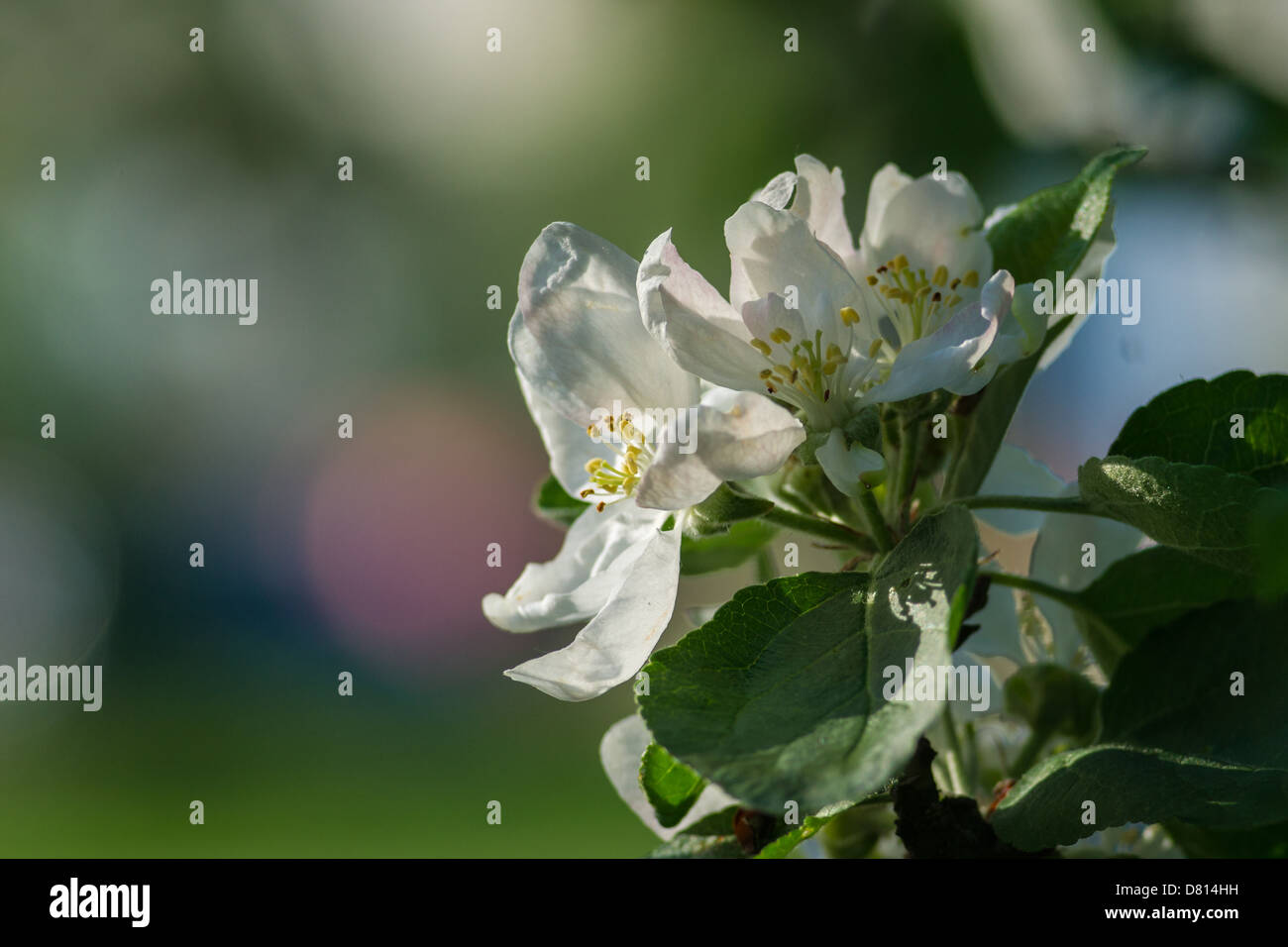 Scenic view apple orchard hi-res stock photography and images - Alamy