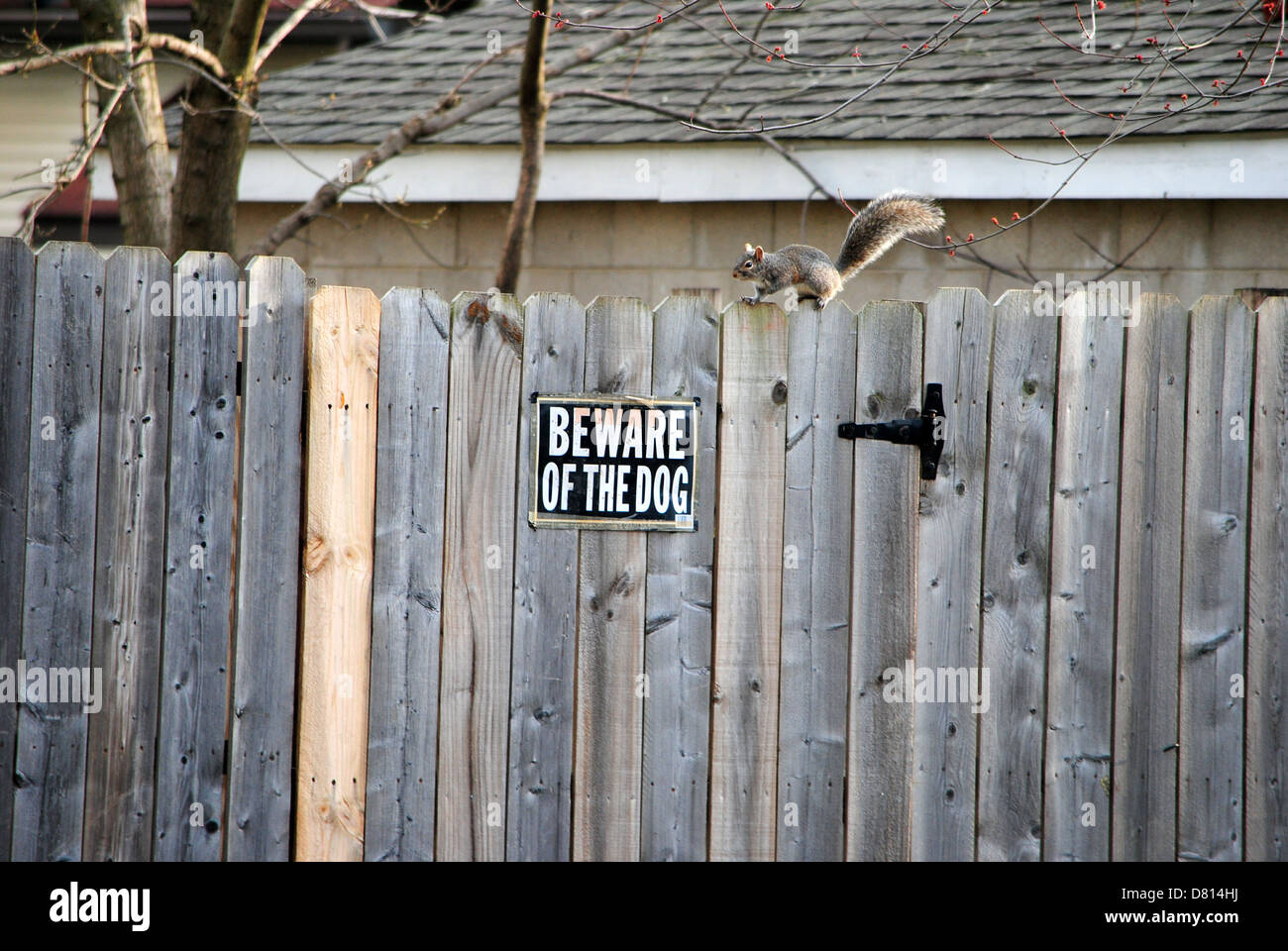 Tree squirrel,scampers across the fence,above a Beware warning sign ...