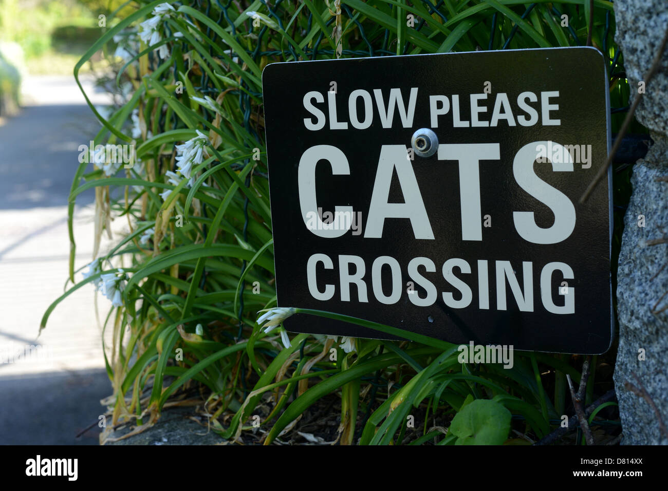 Slow please cats crossing hi-res stock photography and images - Alamy