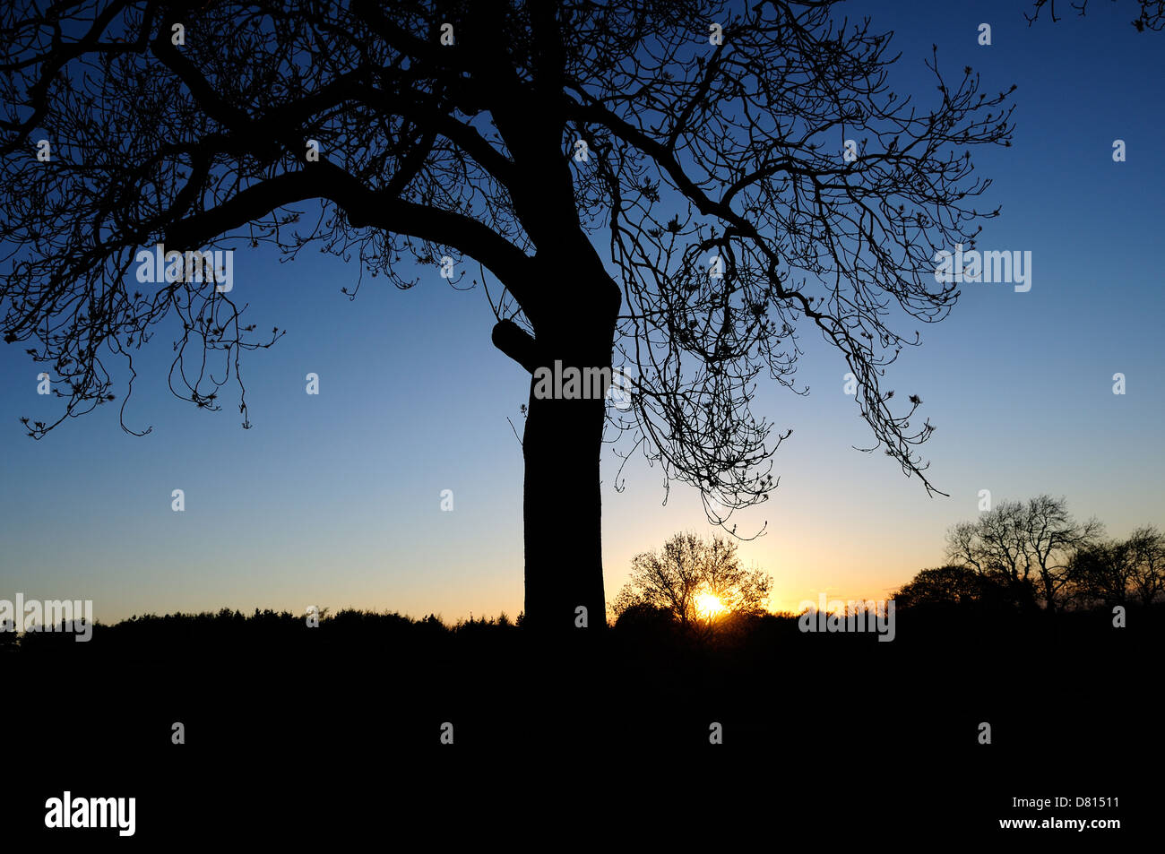Ash Trees ,Sunset Springtime,England Stock Photo - Alamy
