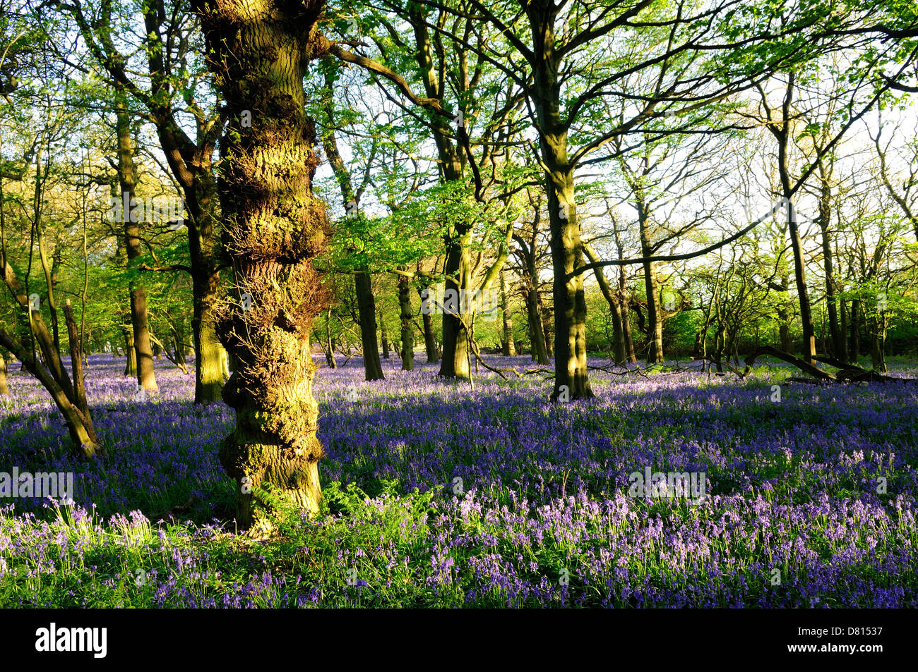 Ancient English Woodlands.Misk Hills ,Nottinghamshire Stock Photo - Alamy