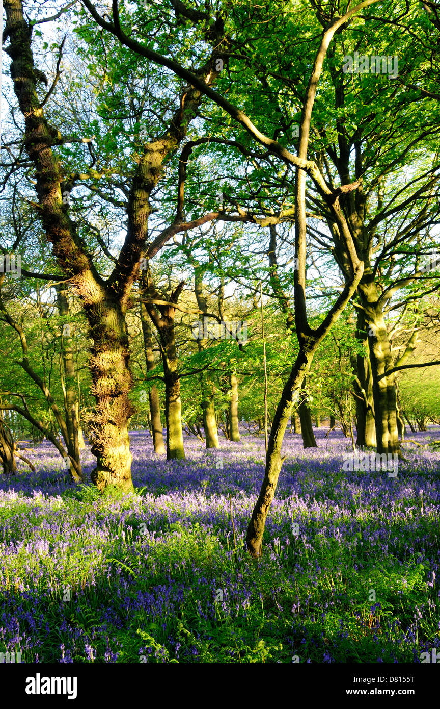 Ancient English Woodlands.Misk Hills ,Nottinghamshire Stock Photo - Alamy