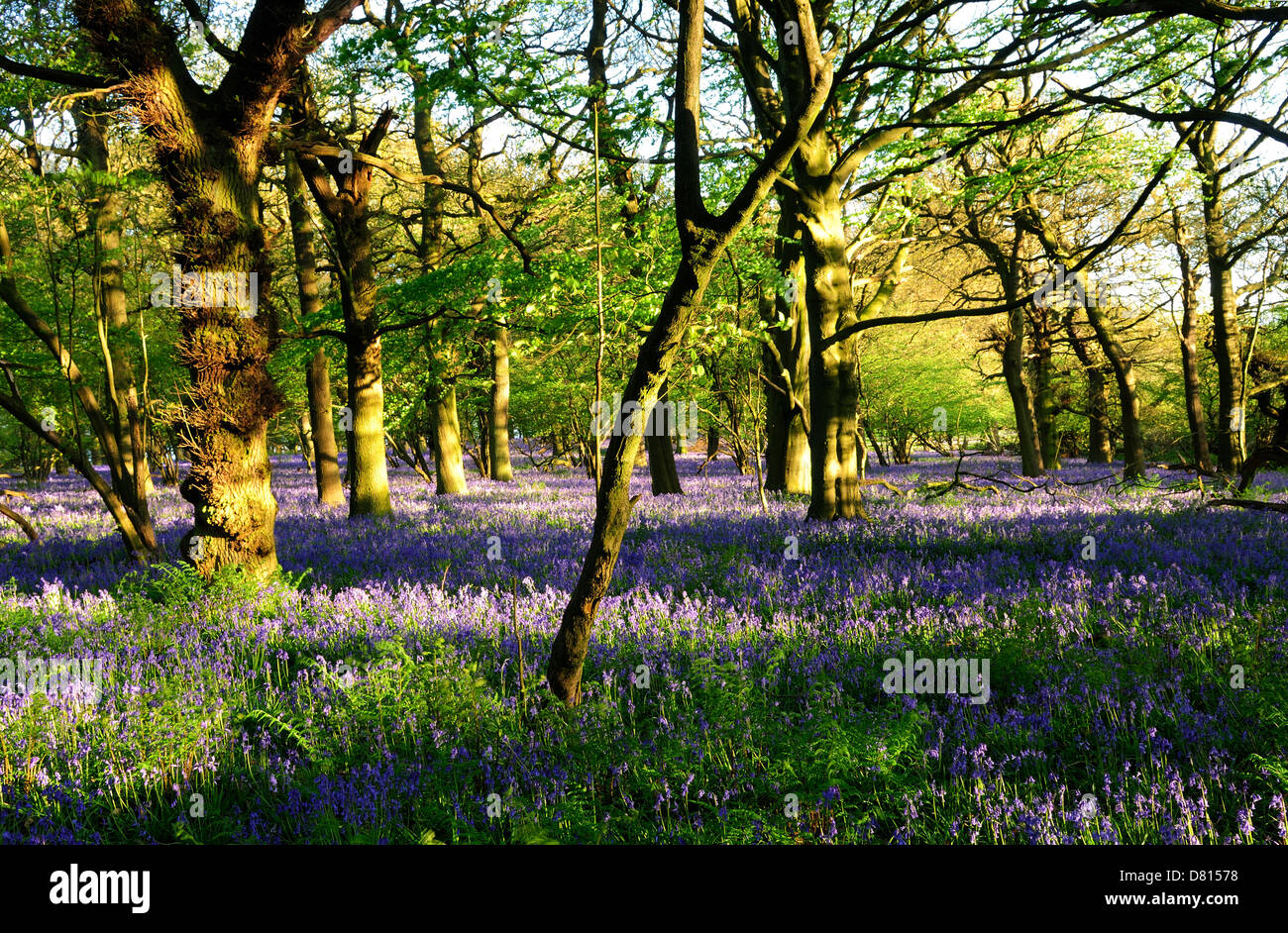 Ancient English Woodlands.Misk Hills ,Nottinghamshire Stock Photo - Alamy