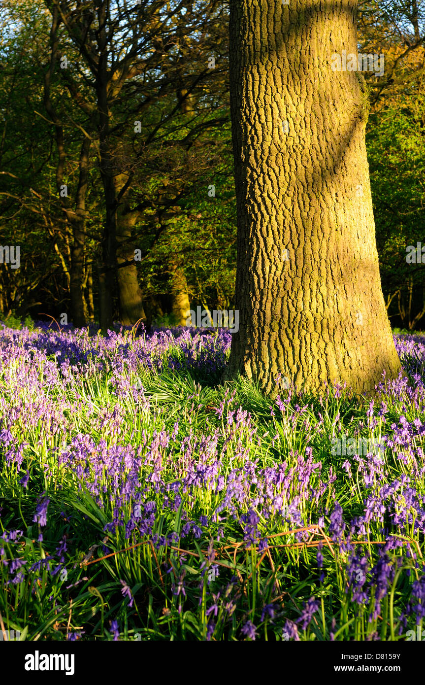 Ancient English Woodlands.Misk Hills ,Nottinghamshire Stock Photo - Alamy