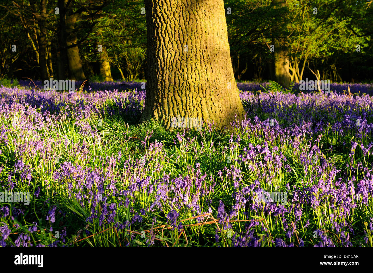 Misk hills hucknall nottinghamshire uk hi-res stock photography and ...
