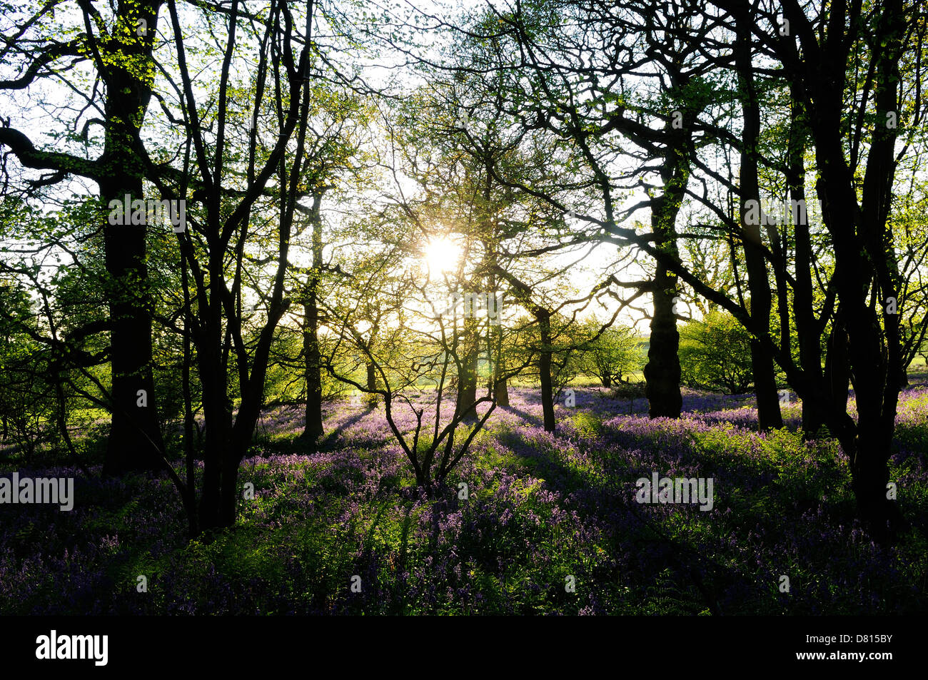 Ancient English Woodlands.Misk Hills ,Nottinghamshire Stock Photo - Alamy