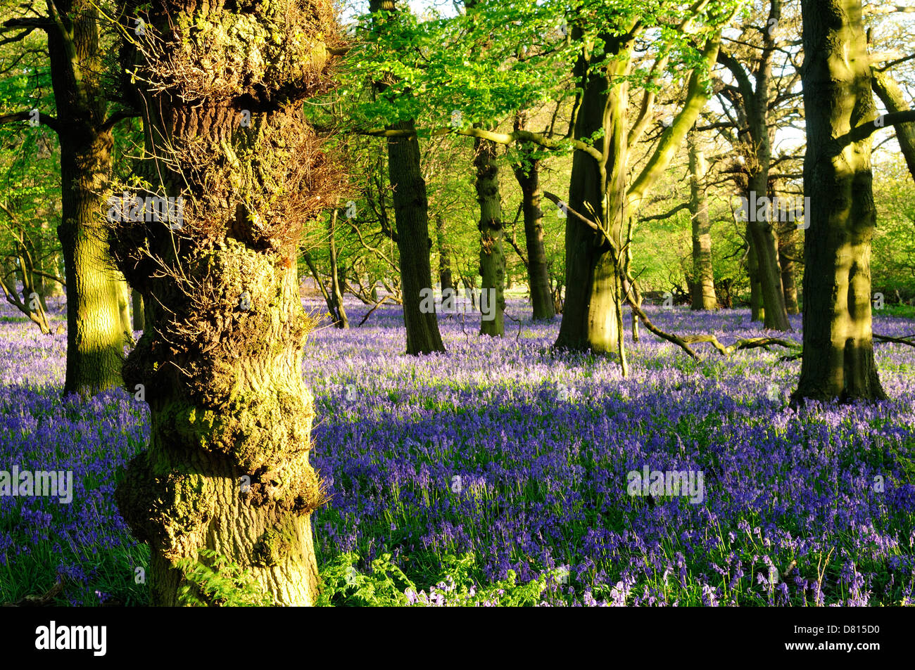 Ancient English Woodlands.Misk Hills ,Nottinghamshire Stock Photo - Alamy