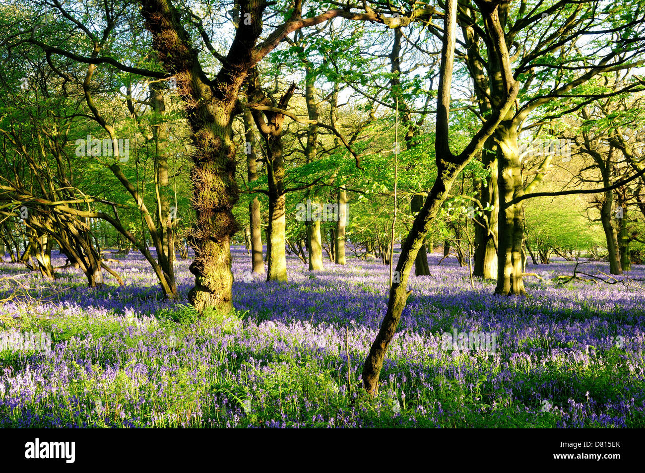 Ancient English Woodlands.Misk Hills ,Nottinghamshire Stock Photo - Alamy