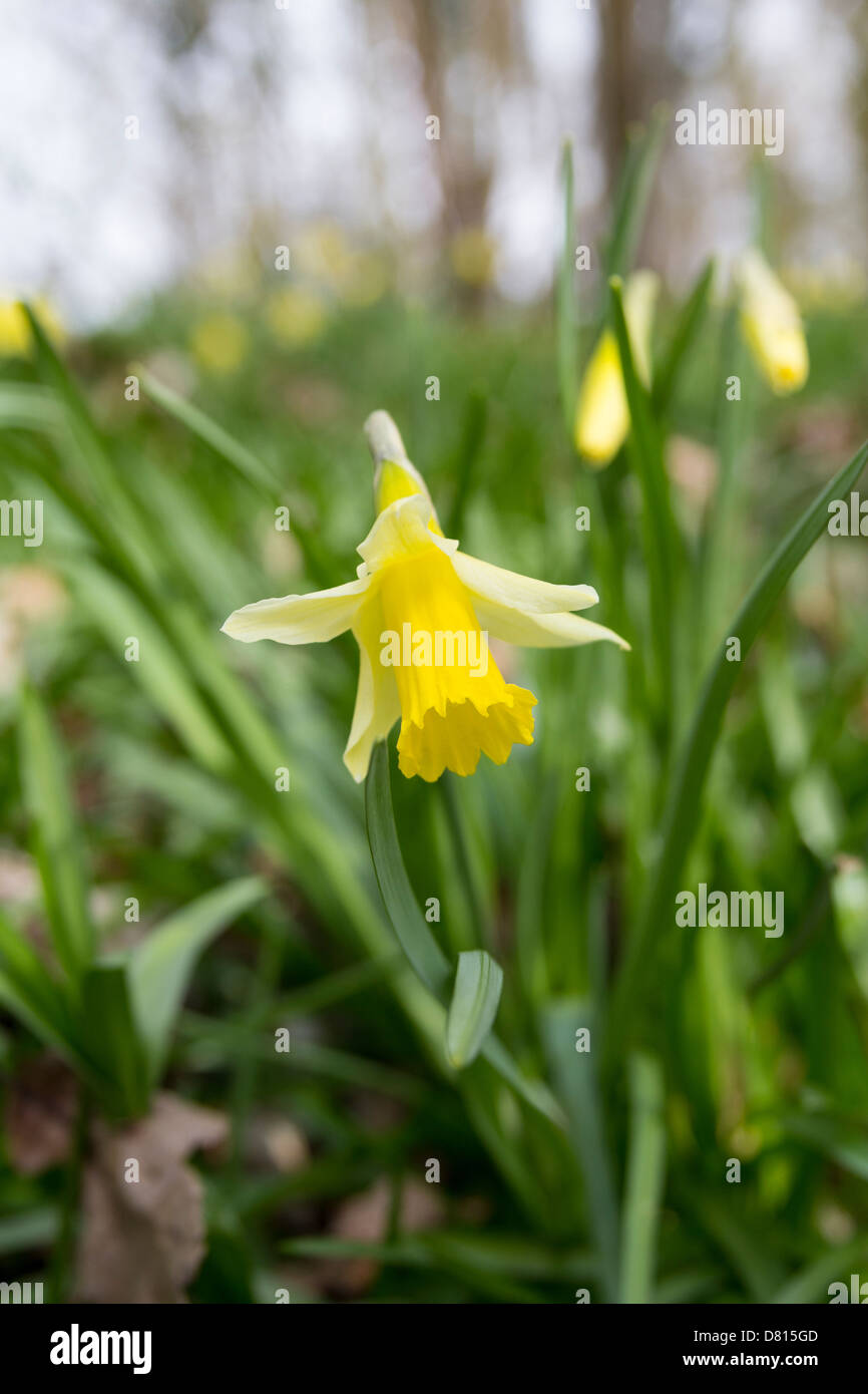 Springtime Wild Daffodils Stock Photo - Alamy