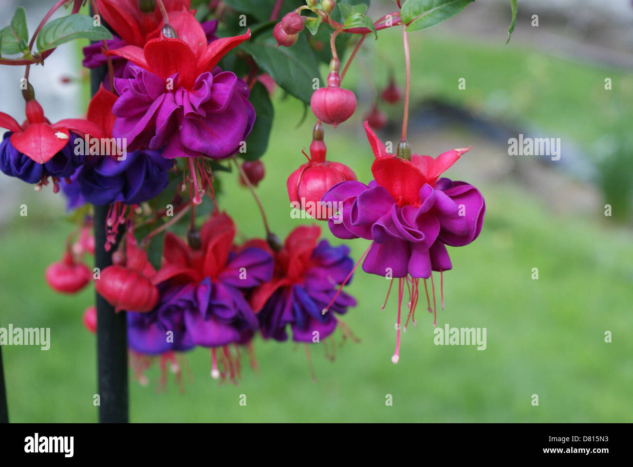 Fuchsia purple flowers hi-res stock photography and images - Alamy