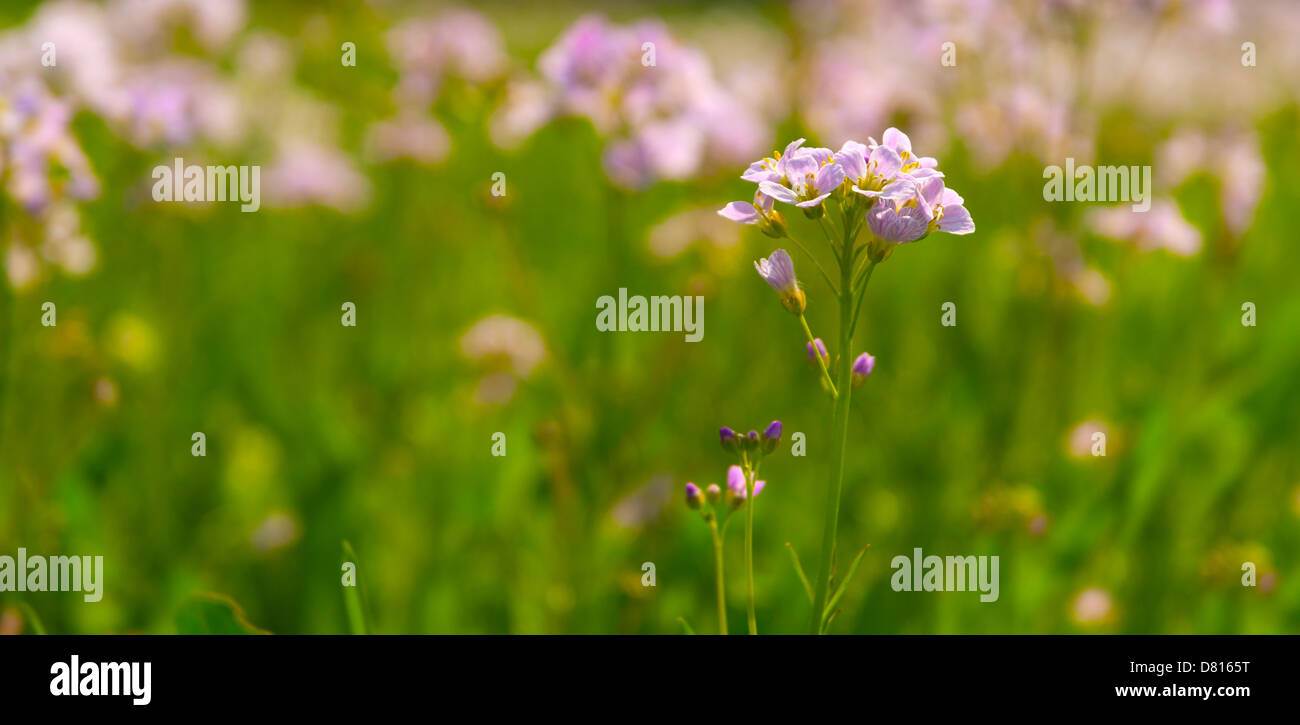 Pink Meadow Flowers in Summer Sun Stock Photo - Alamy