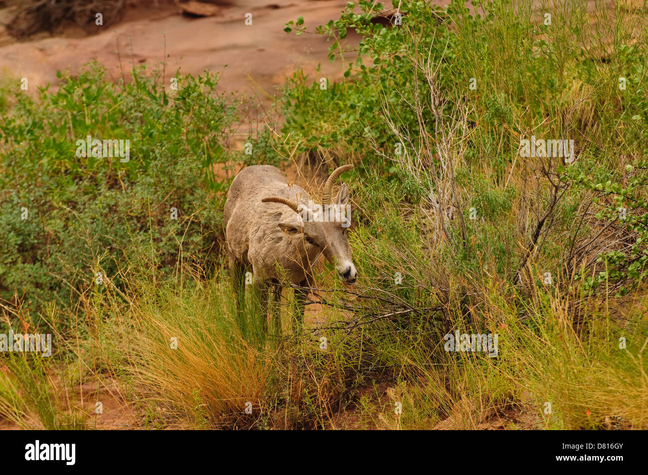 Indigenous sheep hi-res stock photography and images - Alamy