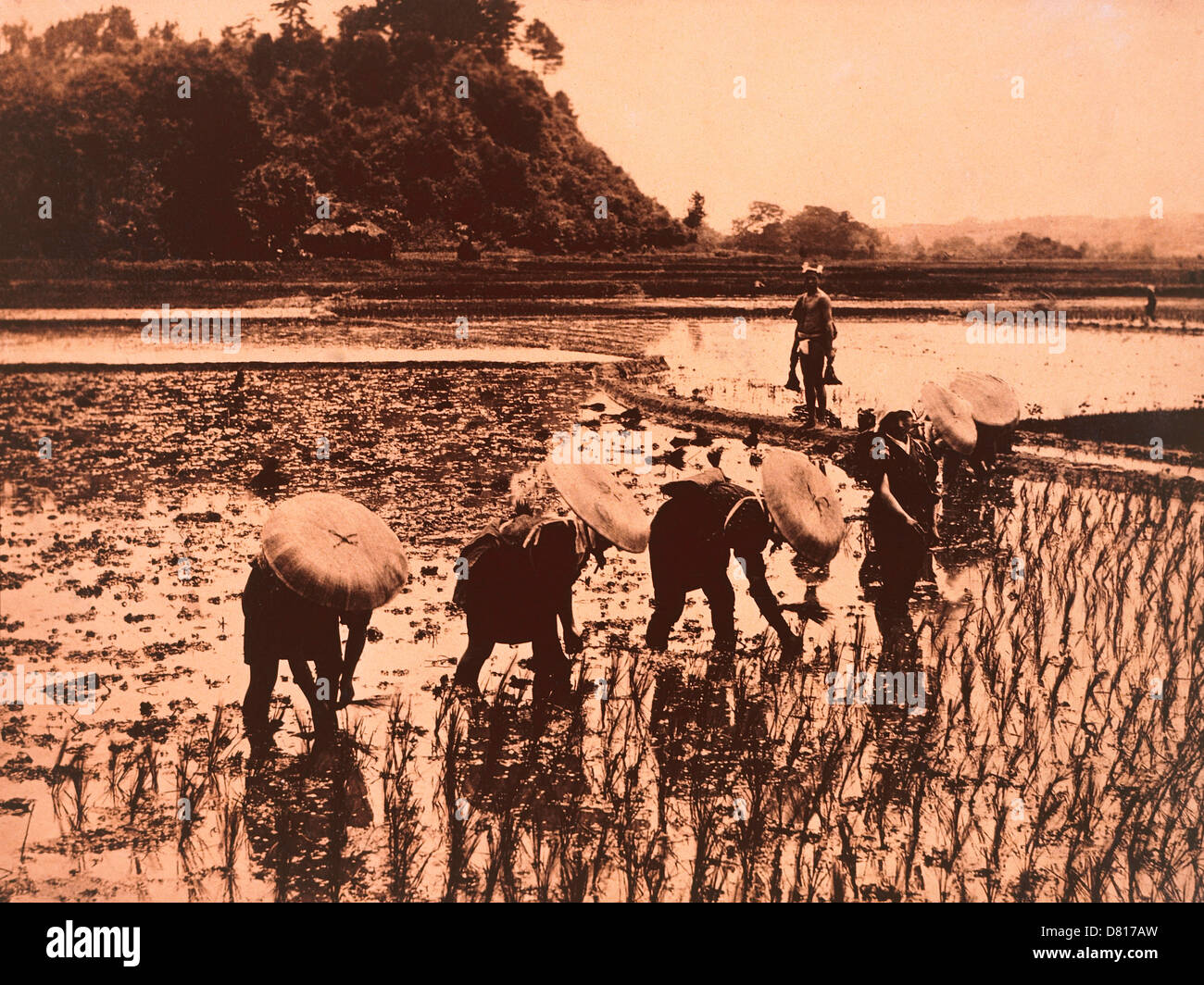 Japanese Workers Transplanting Rice, Japan, Circa 1910 Stock Photo - Alamy