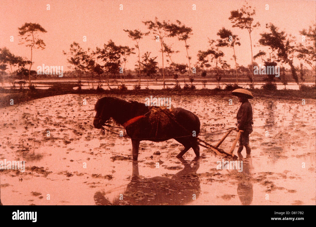 Japanese Worker Plowing Rice Field, Japan, Hand-Colored Photograph ...