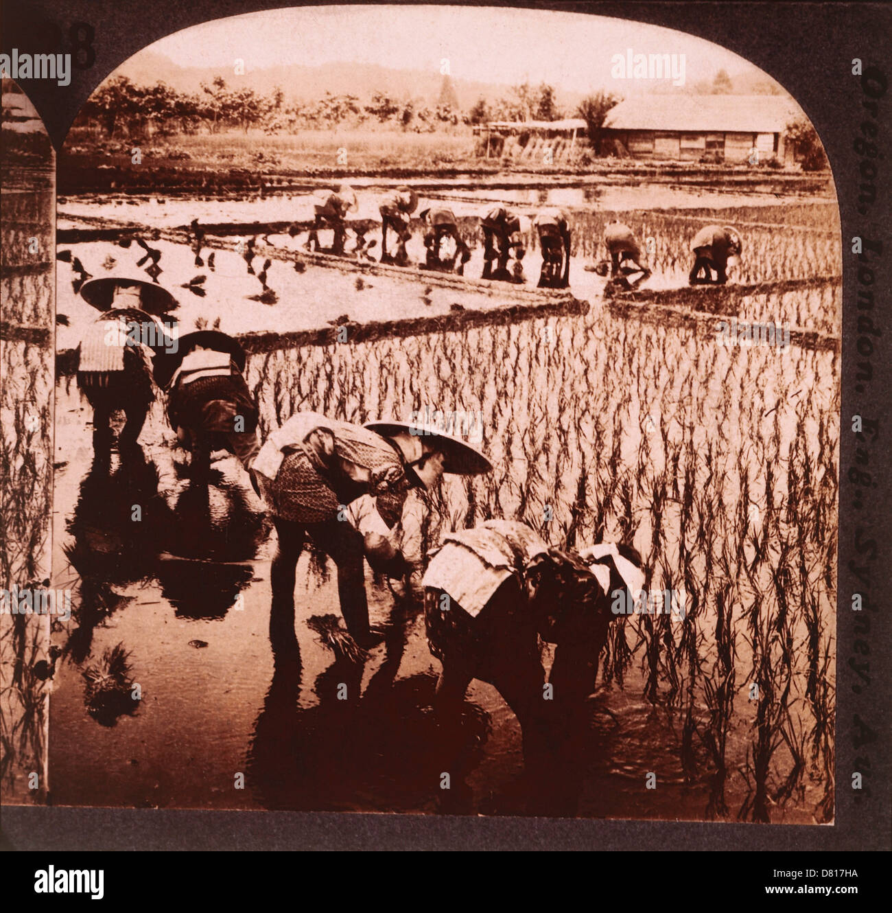 Workers Planting Rice, Japan, Circa 1905 Stock Photo - Alamy